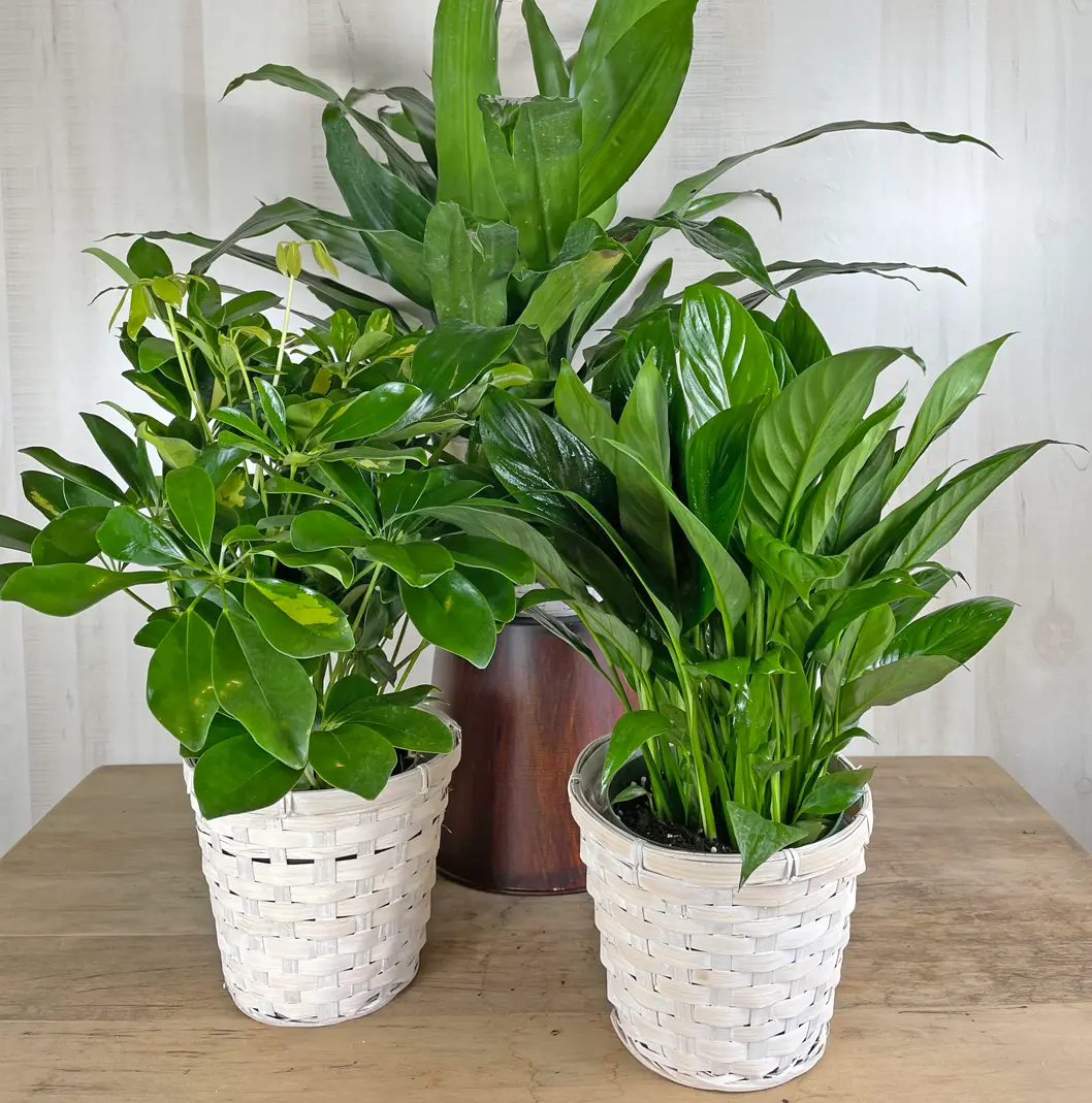 Assorted Foliage Plants