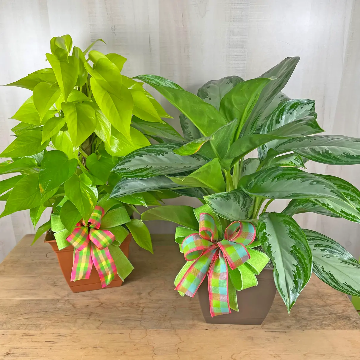 Small Foliage Planter